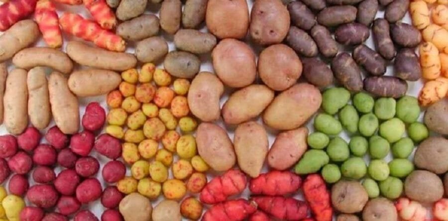 Explorando variantes de papa: tipos y usos en la cocina - Viviendo el Perú